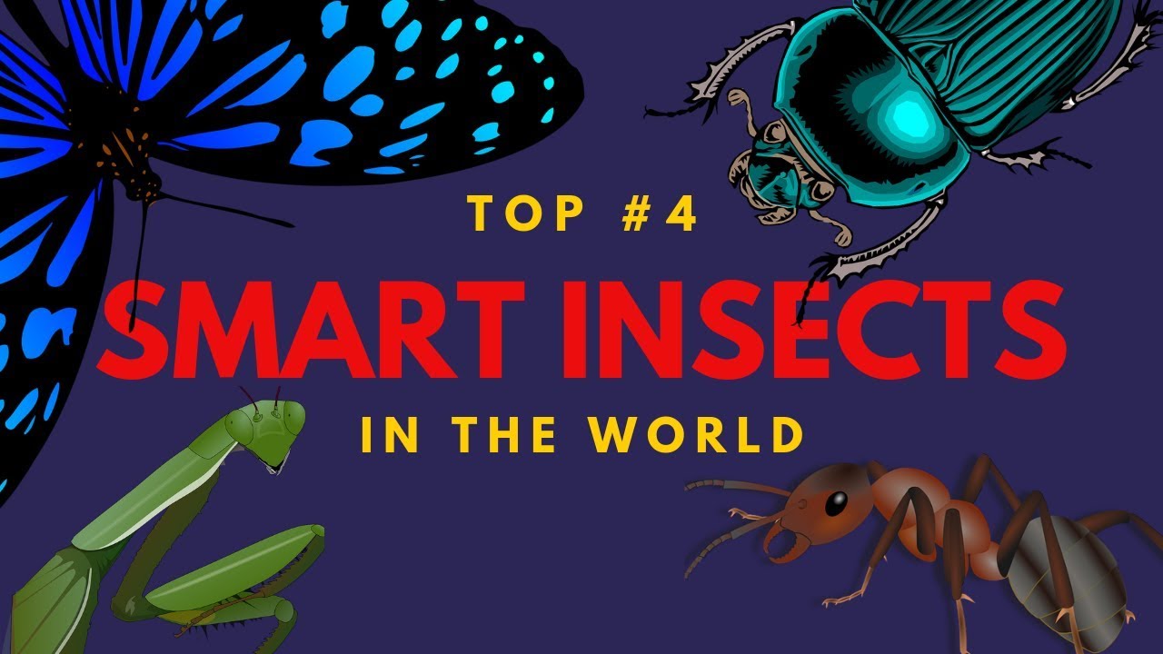 4 Smartest Insects In The World! 2019 - YouTube