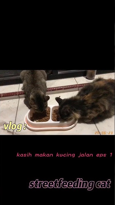 kasih makan kucing jalanan stray cat eps 1 part 1 #cat #straycat #streetfeeding #kucing # ...