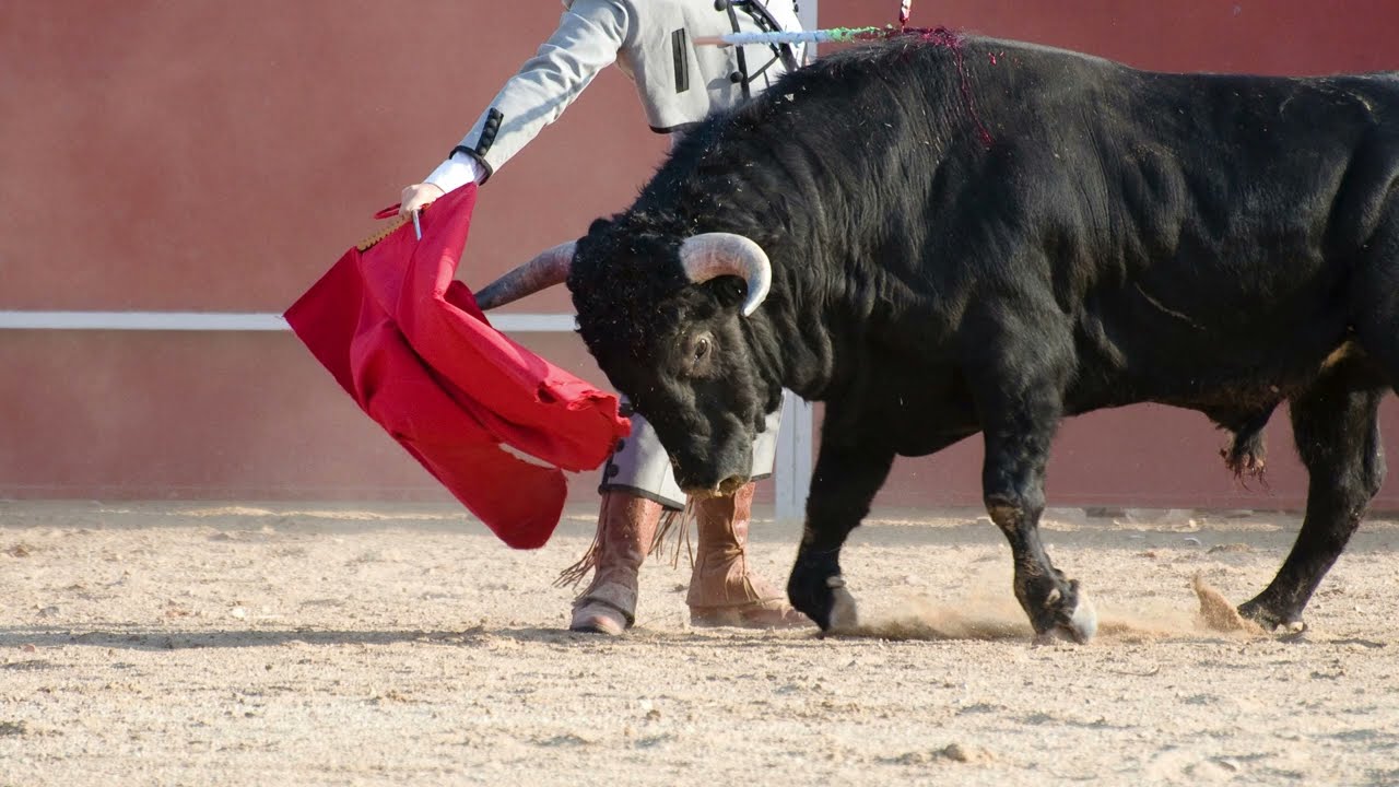 The Truth Behind Bulls and Color Blindness Debunking a Common Myth ...