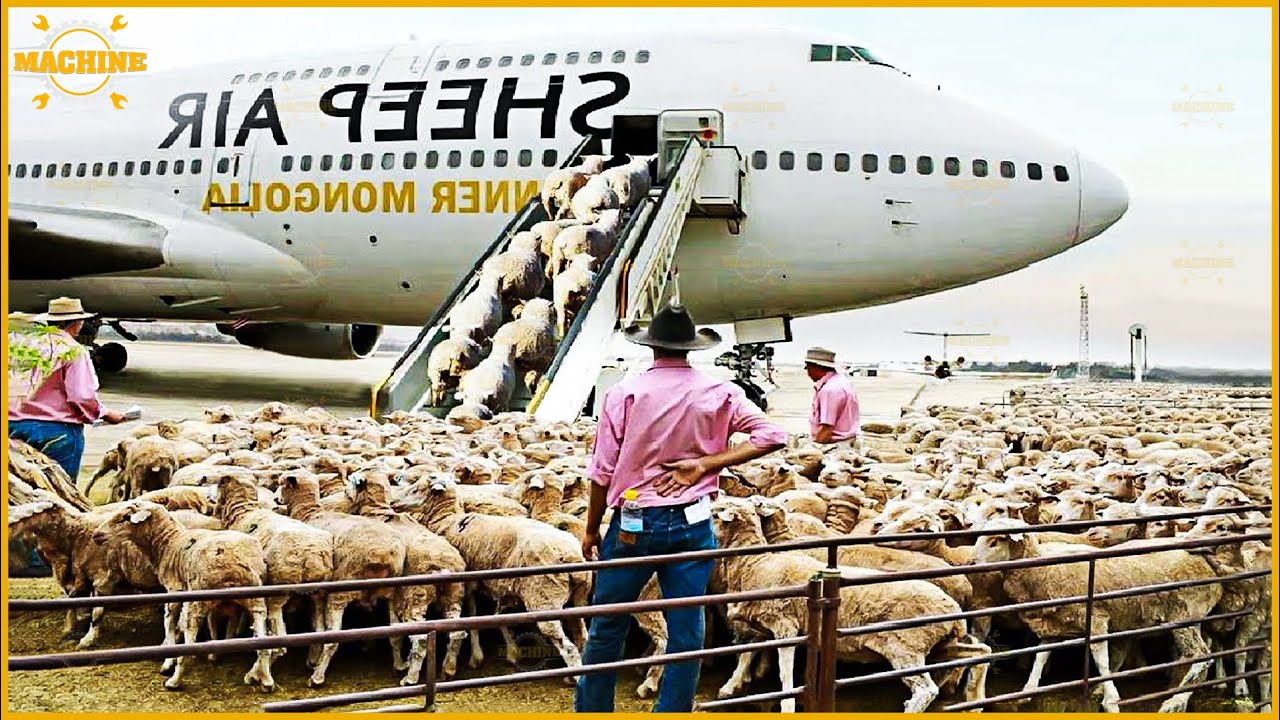 How American Farmers Export Millions of Sheep, Pigs, and Cows by Plane ...
