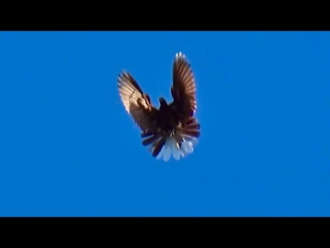 Николаевские голуби. Участвующие на голубидроме в Брусовом. (Пионер ...