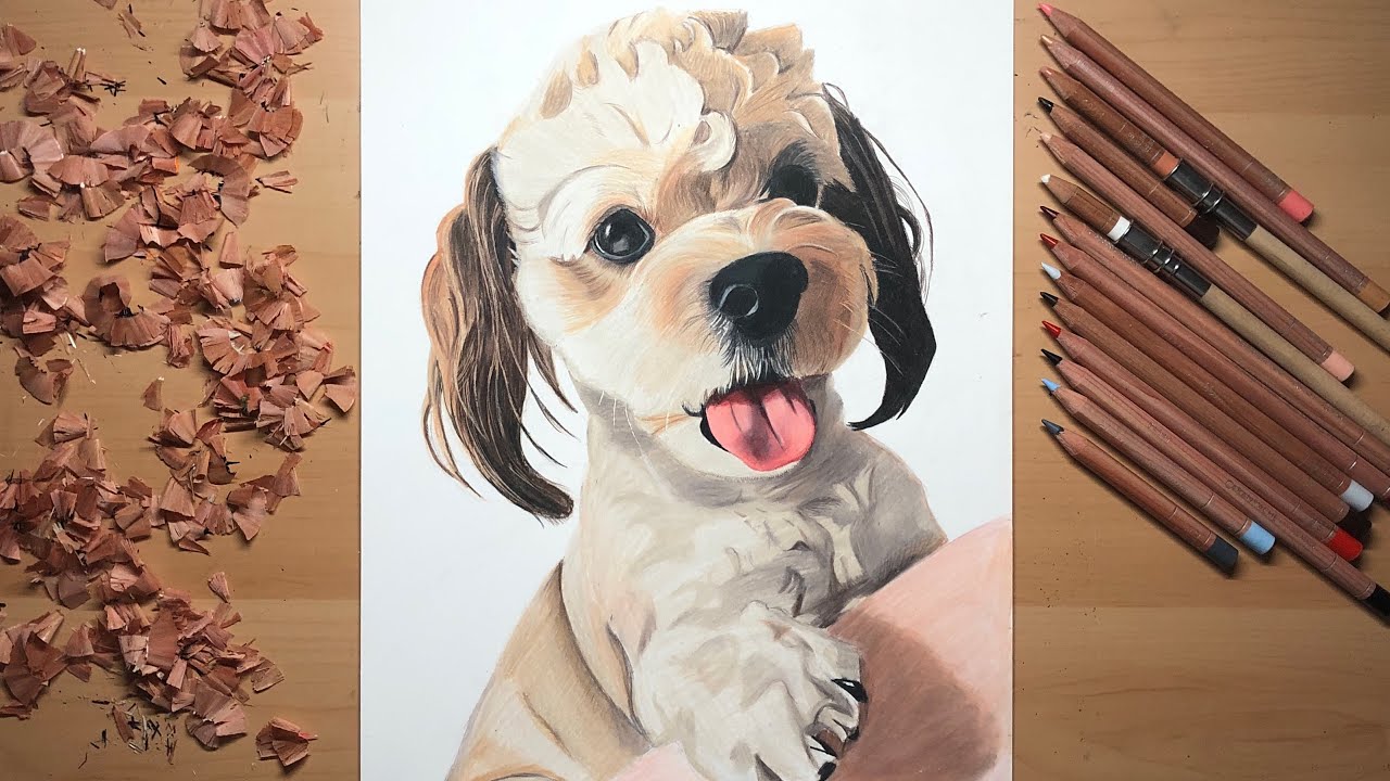 Drawing a Cavachon Puppy - YouTube