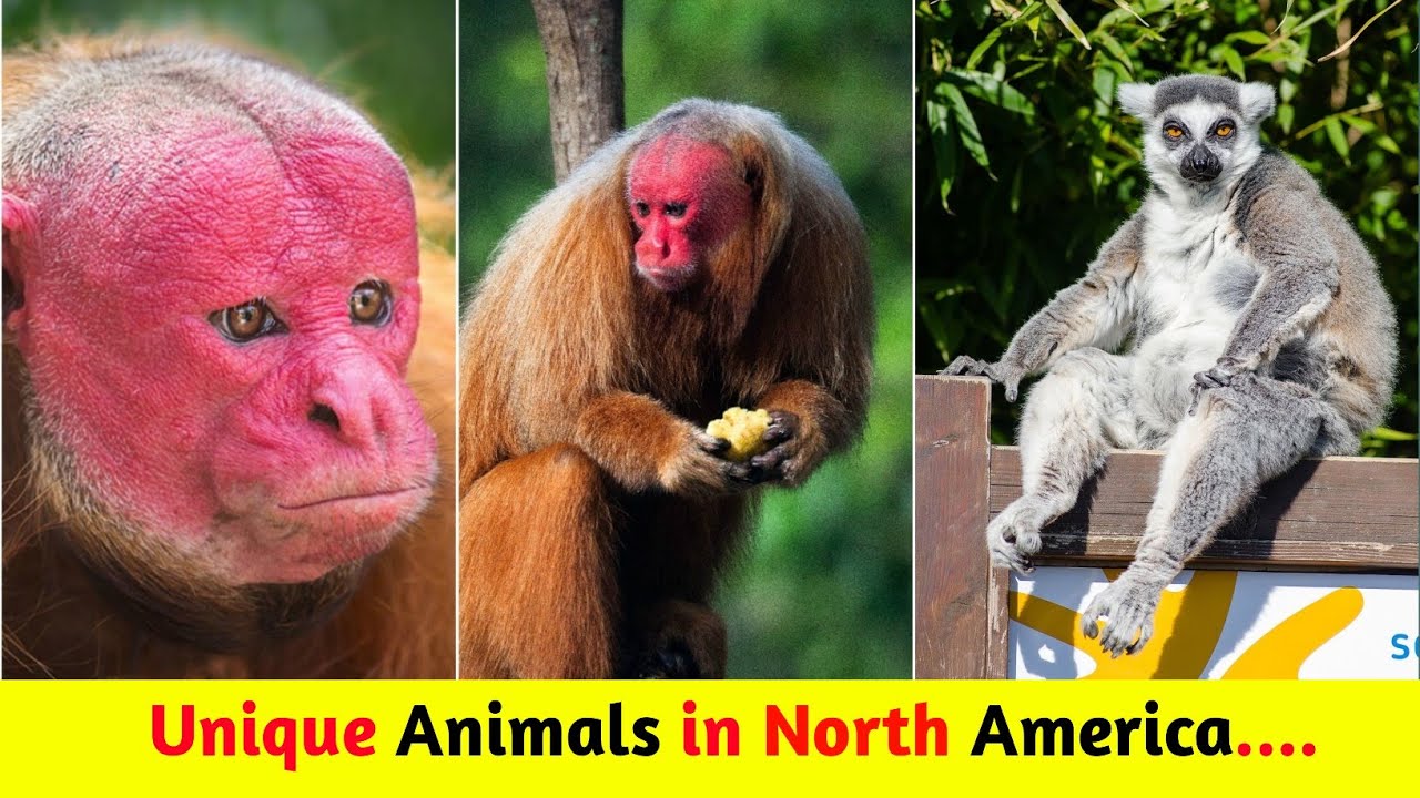 10 Unique Animals in North America 🇺🇸 Unique Animals Found it North ...