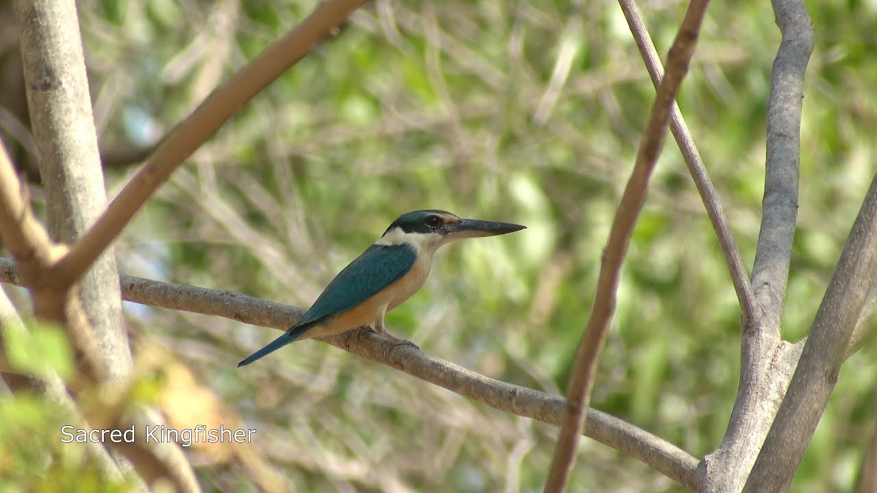 Australia 2018. Birding the Northern territory. Part four: Katherine ...