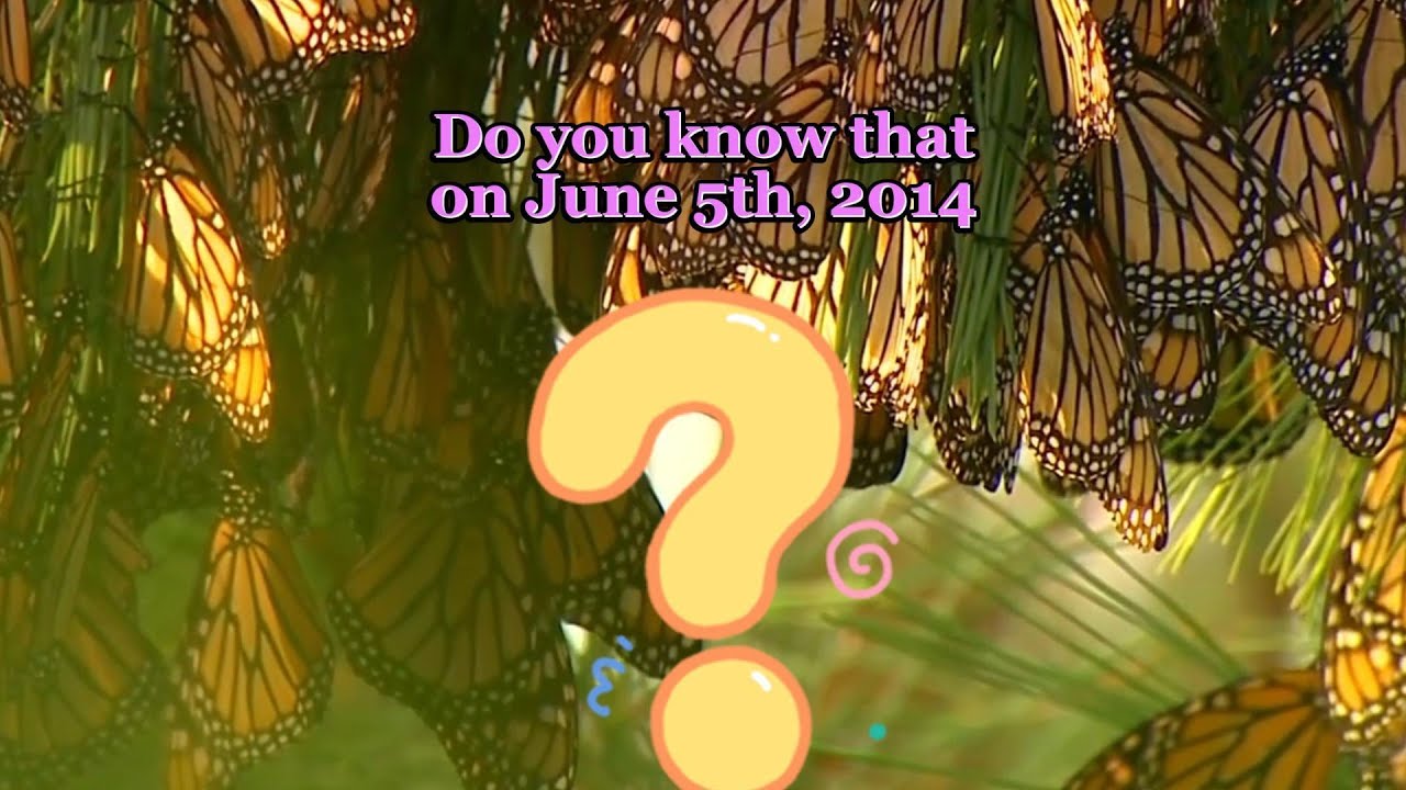 First Flight of the Insect World: Monarch Butterflies Take Off - YouTube