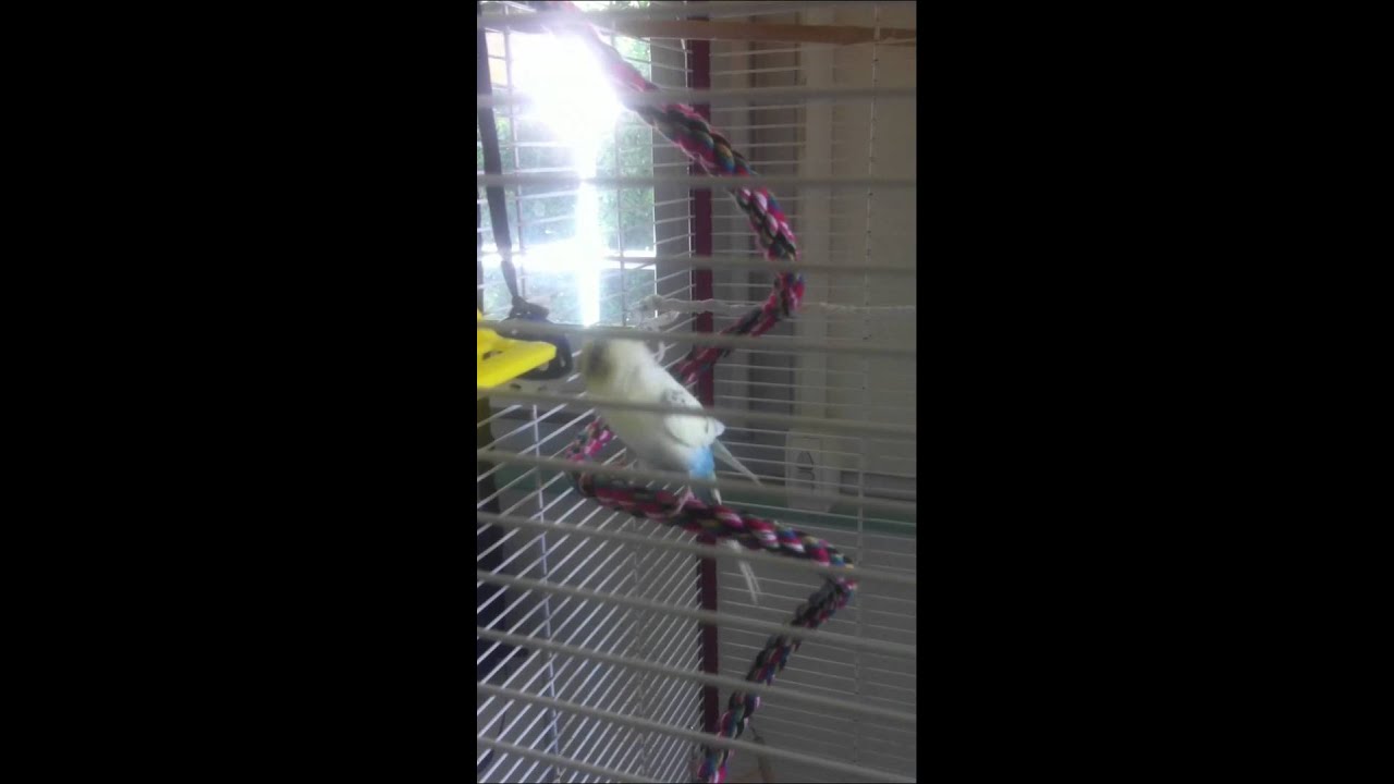 Ferby, perruche qui danse et chante ! Dancing budgie ! - YouTube