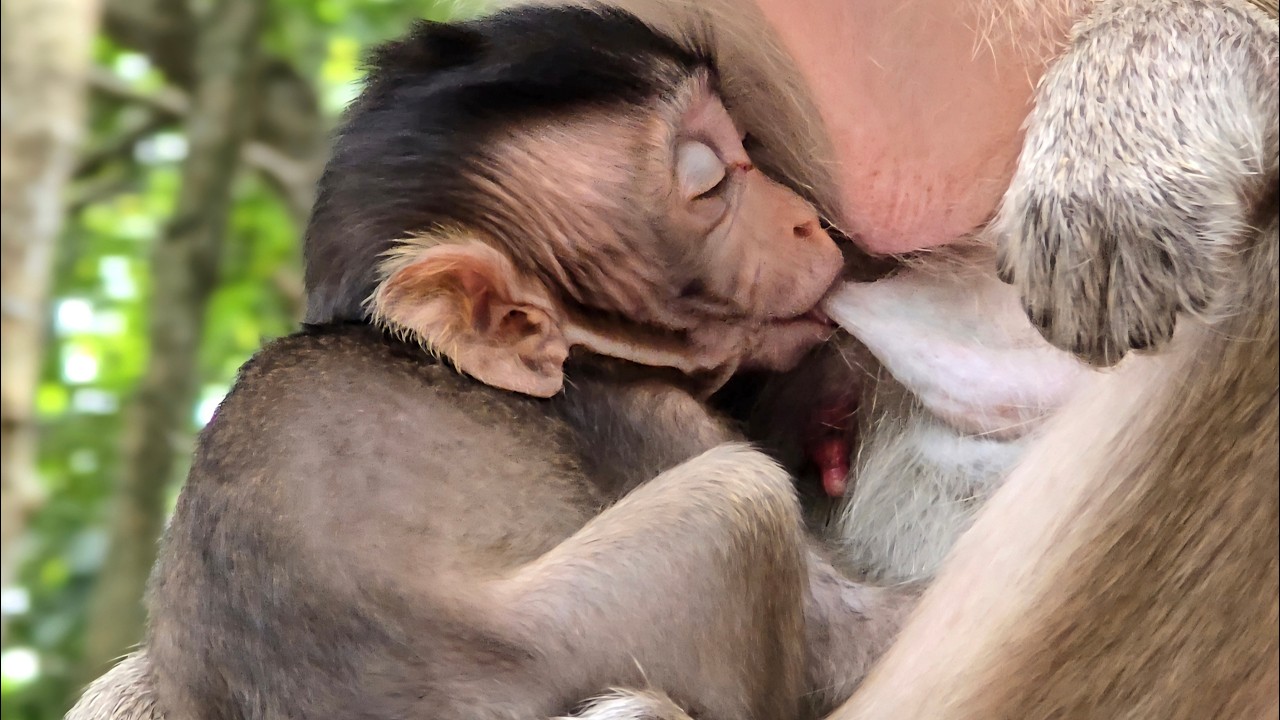 Adorable little monkey hugs its mother without caring about anything ...