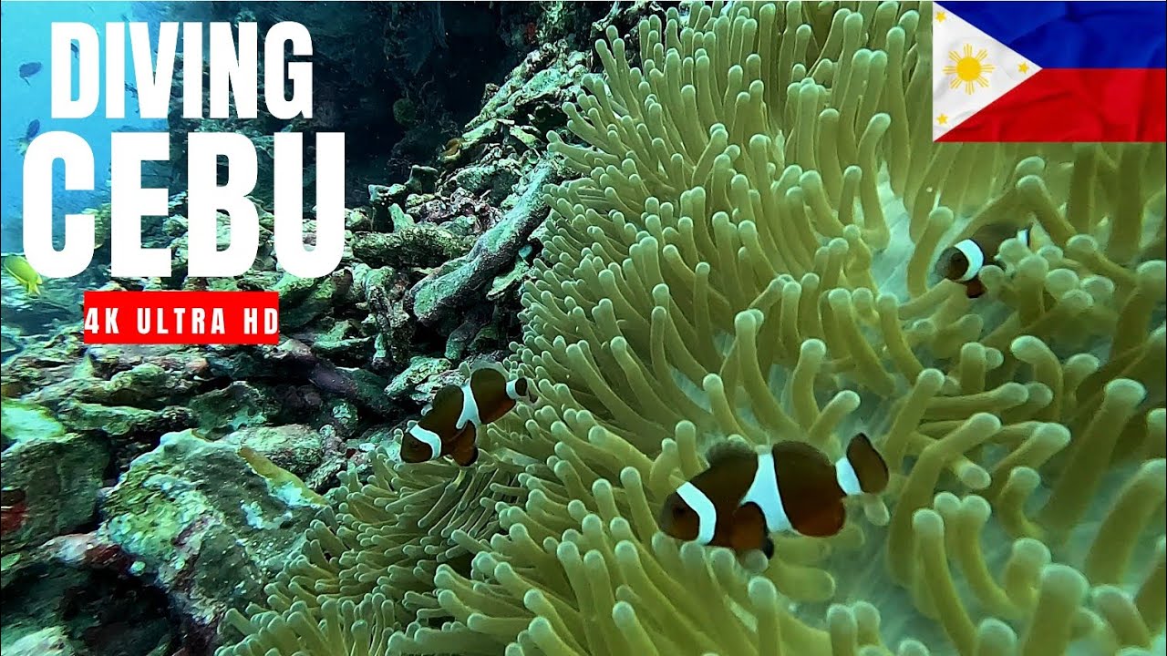Exploring Clownfish Paradise in Sumilon Island , Cebu, Philippines | Scuba Diving Vlog - YouTube