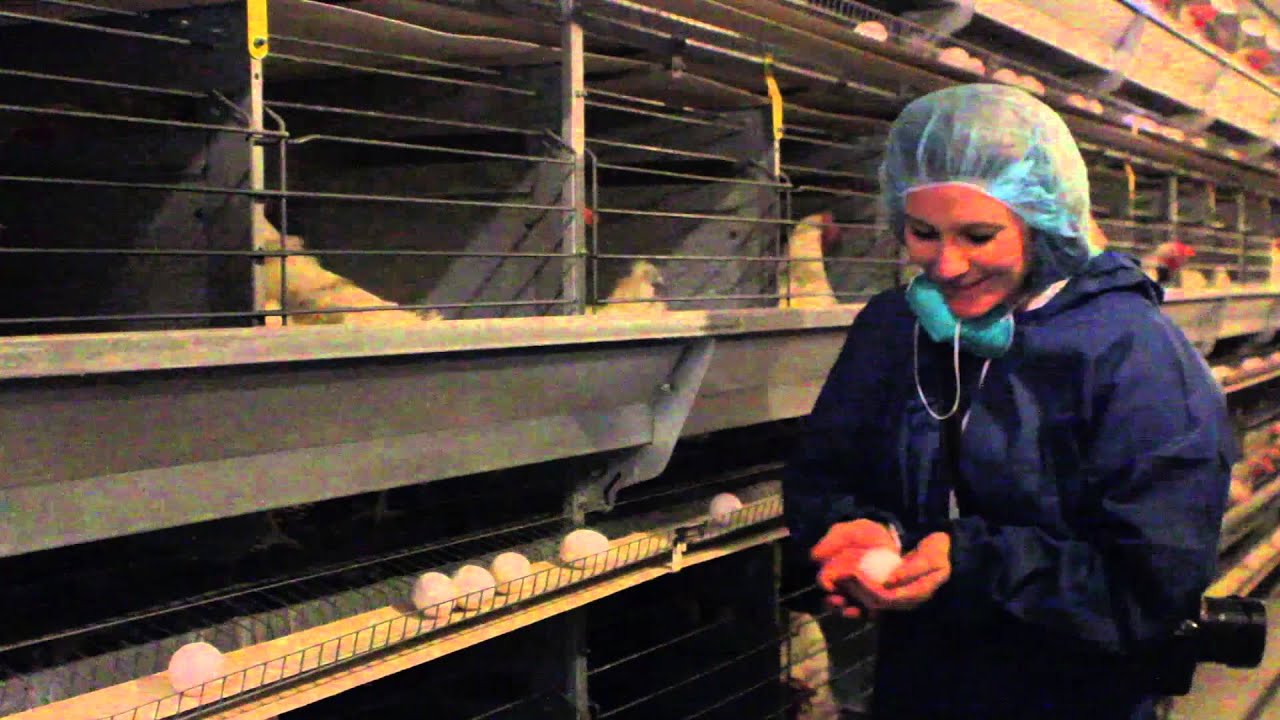Eggs-ploring the Bone Creek Hutterite Colony Poultry Farm - YouTube