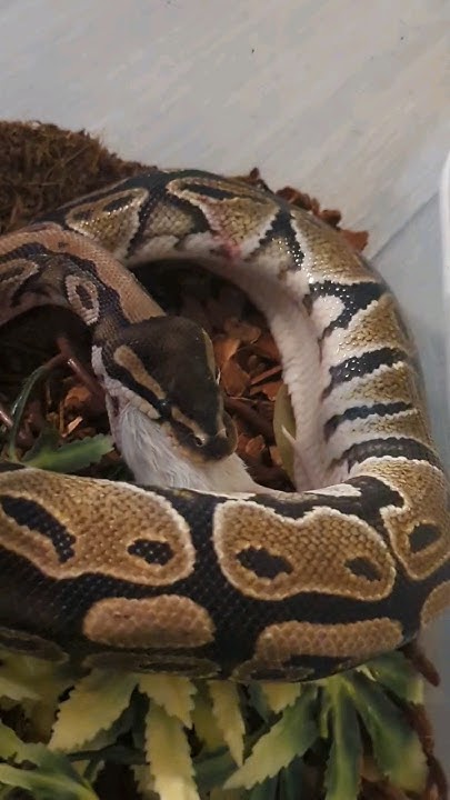 ball python snack time - YouTube