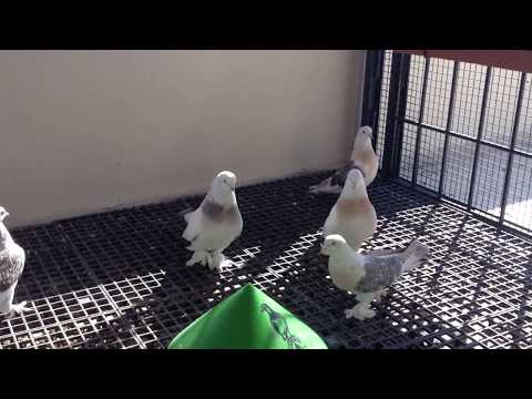 Turkish tumbler pigeons / Takla / guvercin /Duvor/ الحمام التركي الطيار