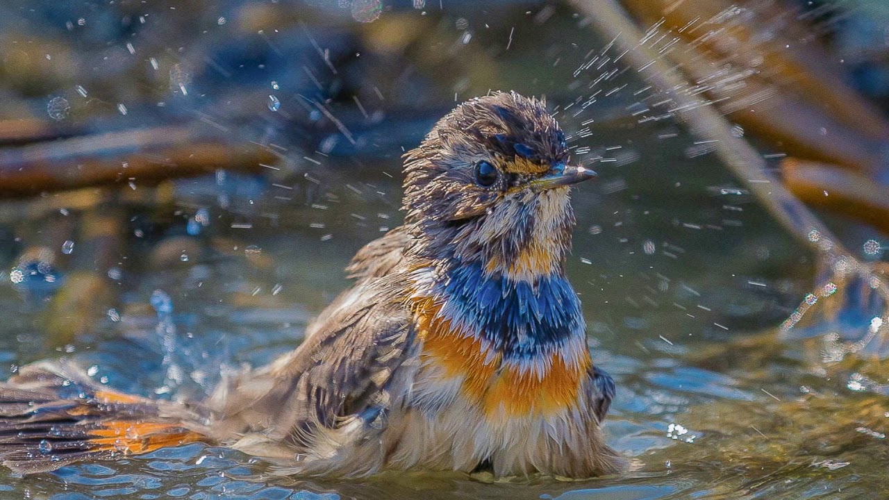 Fotografia naturalistica all'Oasi di Bentivoglio - YouTube