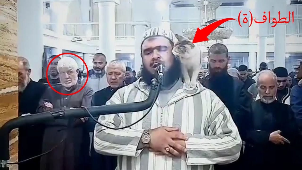 المقطع الكامل للشيخ الجزائري وليد مهساس والقطة في مشهد رائع Youtube