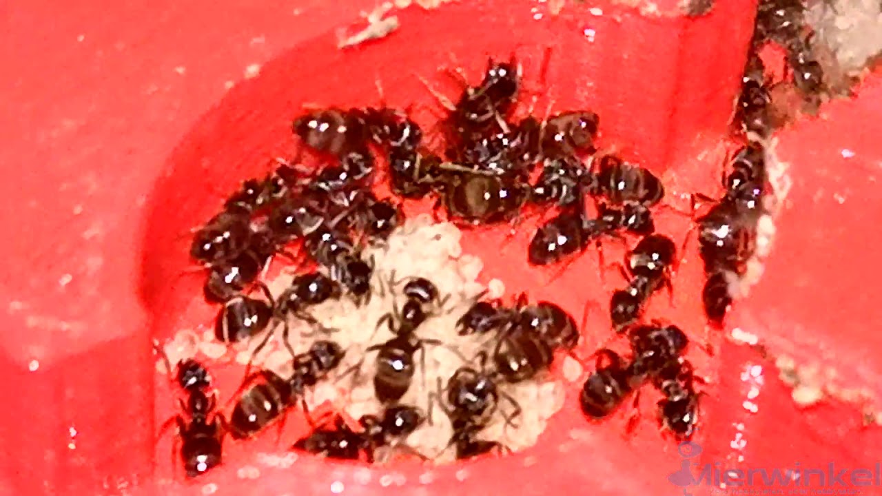 Lasius niger colony update #1 - YouTube