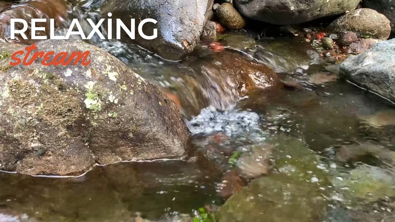 Gentle River Flow with Cicadas: Calm Nature Ambience - Babbling Brook ...