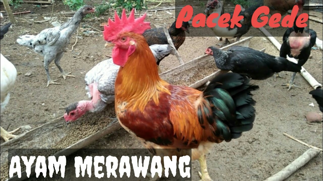 Ayam Kampung x Ayam Merawang - YouTube