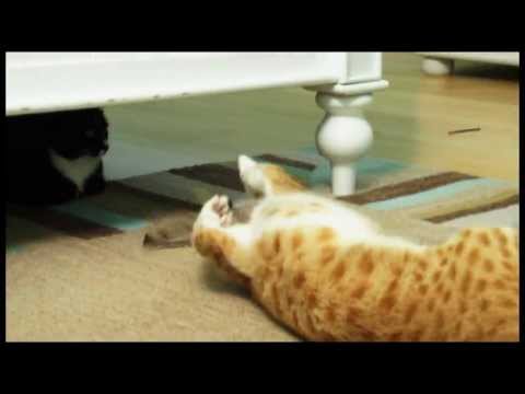 Mi Gato Endemoniado - YouTube