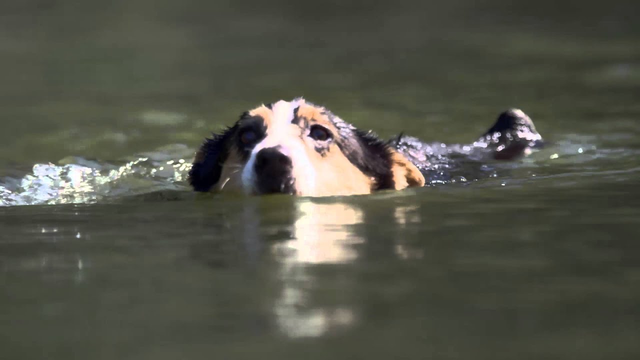 Purina PRO PLAN HOND TV Commercial: Corgi - YouTube