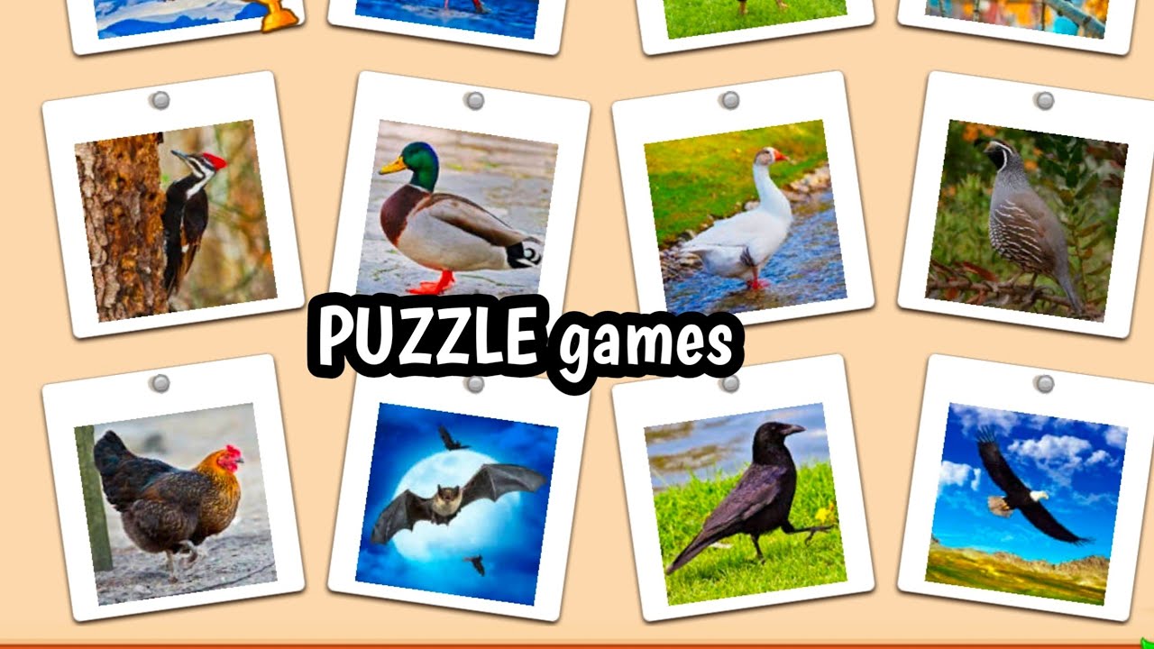 PUZZLE game animal | Menyusun gambar, burung, elang, ayam, bebek,angsa ...