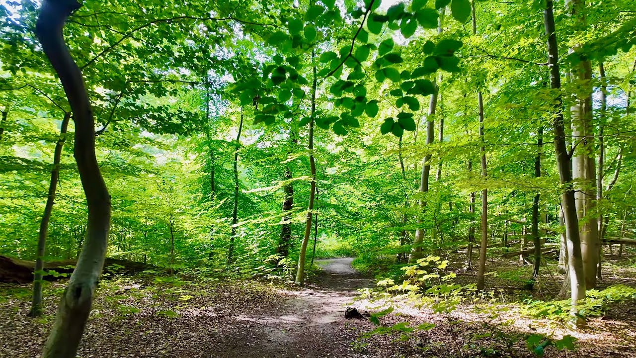Relaxing Summer Forest Walk | Part 1 of 3 | Nature Sounds (4K ASMR ...