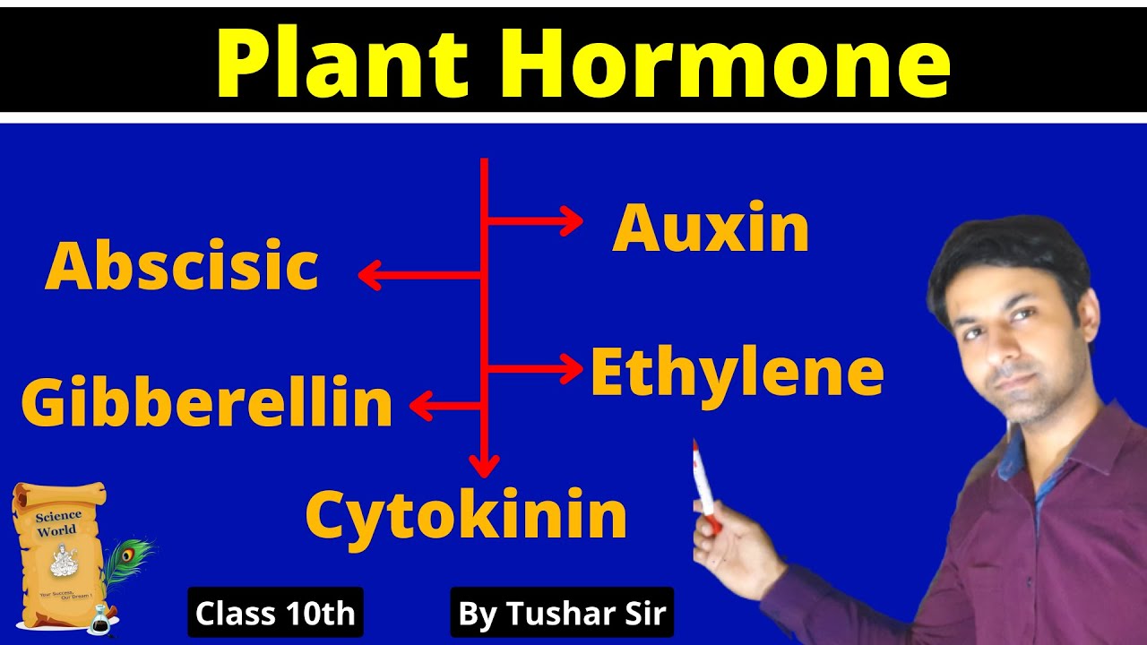 Plant Hormone | PGR | Auxin plant hormone | pgr plant growth regulator ...