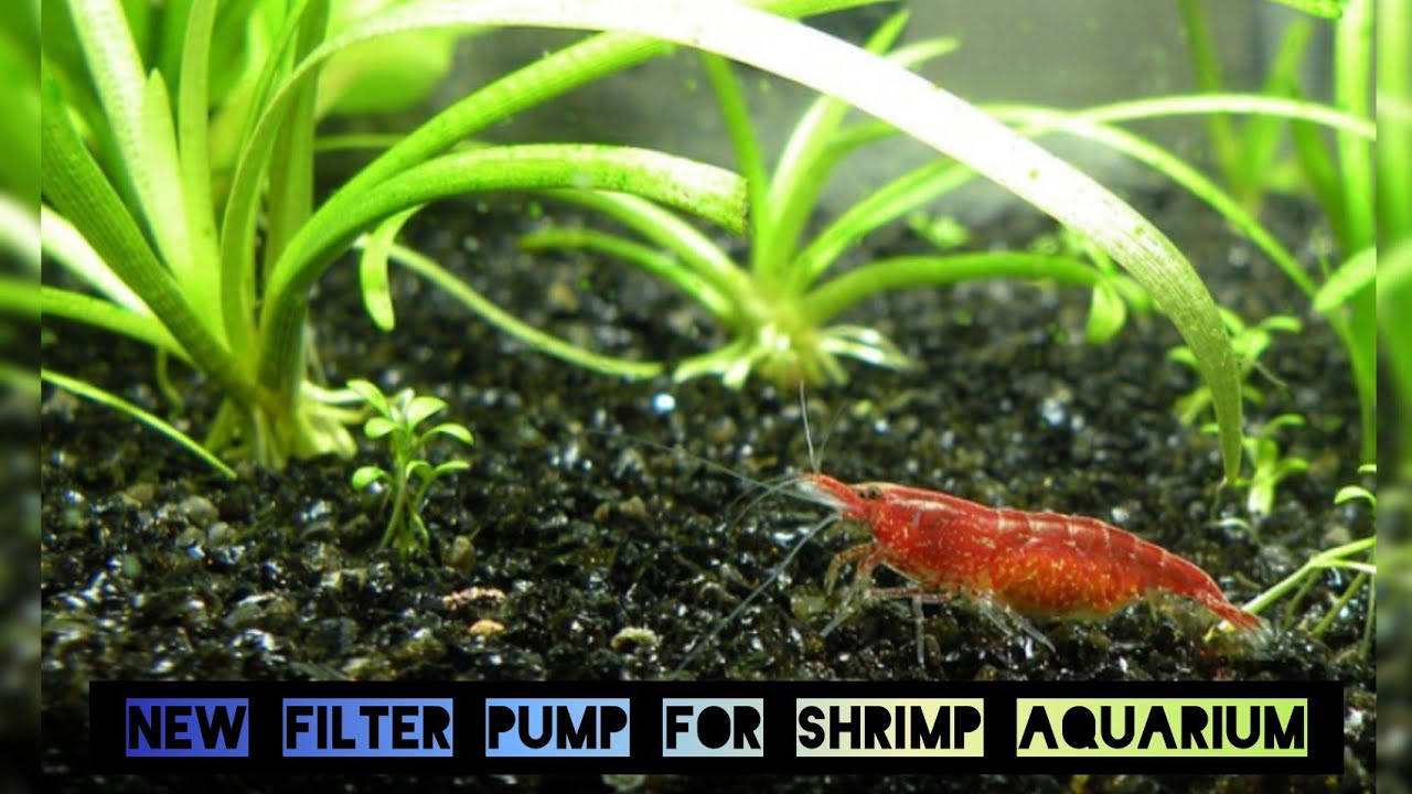 New Shrimp Tank filter Pump - YouTube