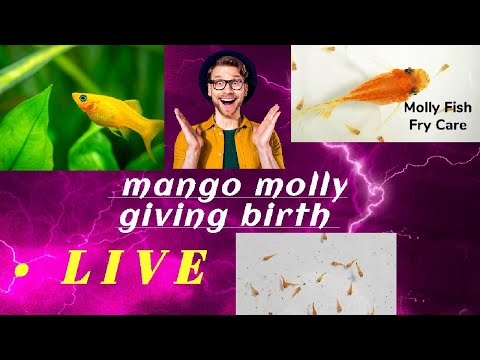 mango molly giving live birth|| 40 babies birth|| new members in the growing pets