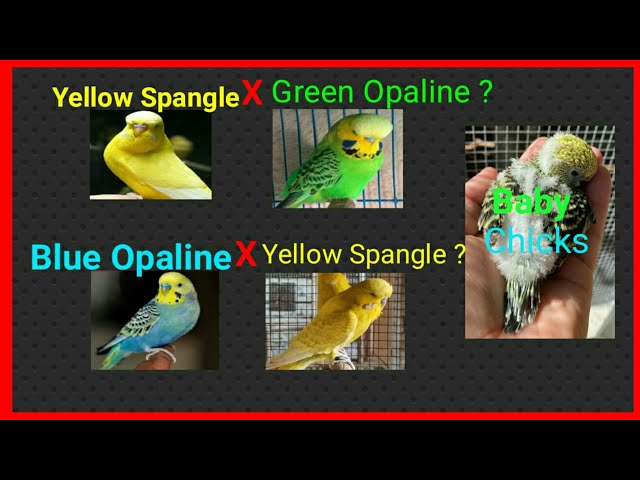 Budgie And Cockatiel Hybrid: Unveiling The Fascinating Crossbreed