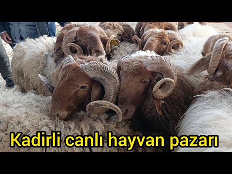 Kadirli canlı hayvan pazarı. 16 Nisan Perşembe.