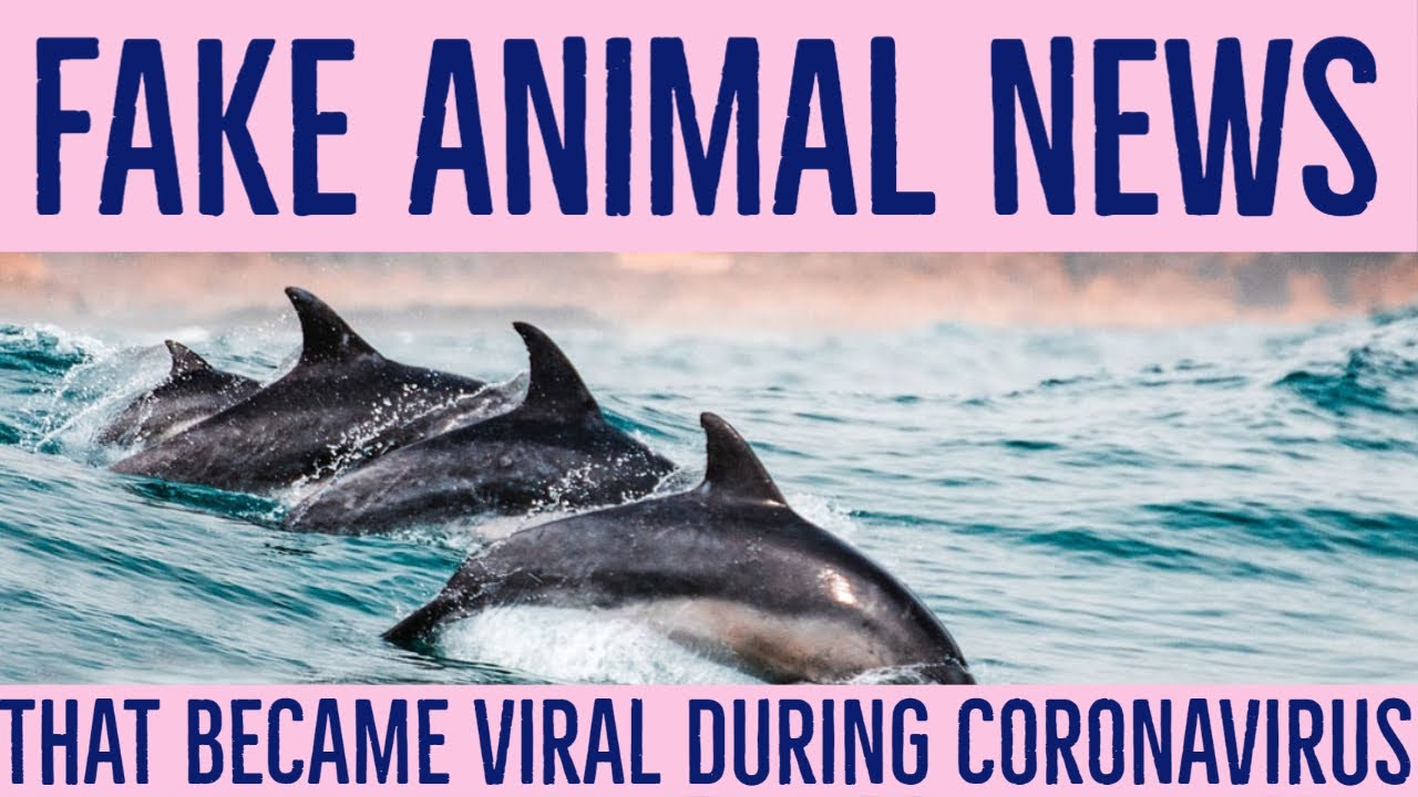 Fake animal news becomes viral during coronavirus lockdown - YouTube