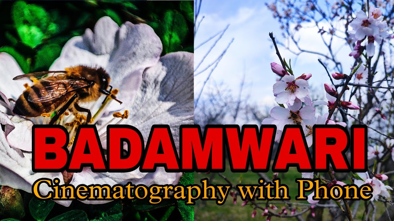 Badamwari Garden Srinagar || Cinematic Shots || Famous Garden Of ...