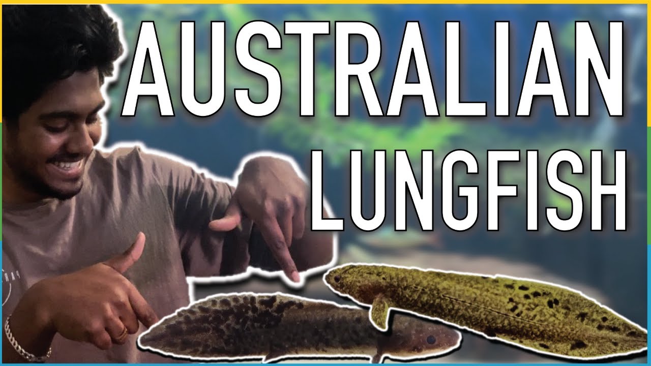 2 Month Update on my baby Australian Lungfish! New grow out aquarium ...