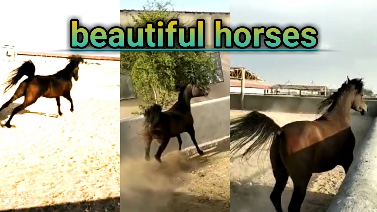 The red horses is running fast 🎠🧚‍♀️ - YouTube
