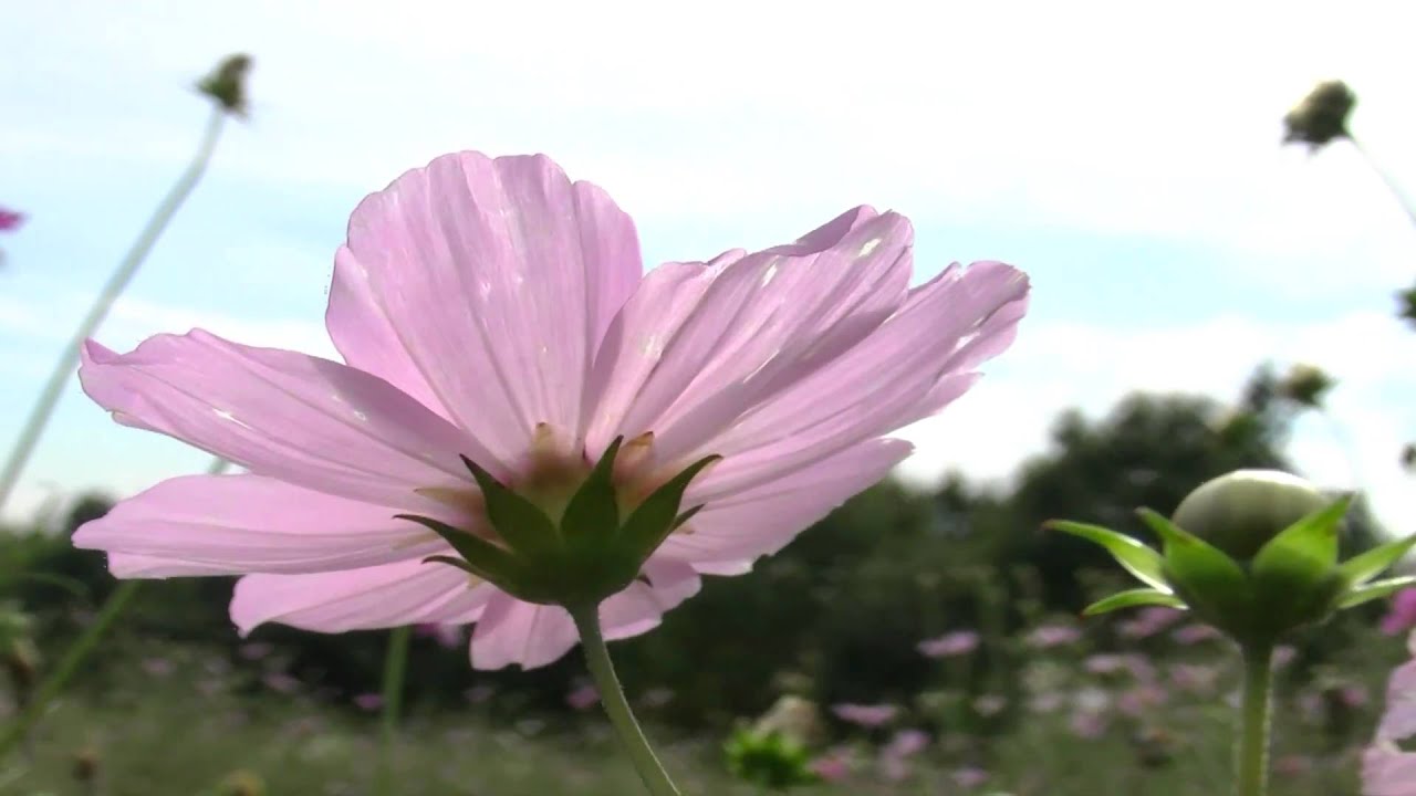 JVC Everio GZ-HM550 Cosmos Flowers White Balance Fine Mode - YouTube