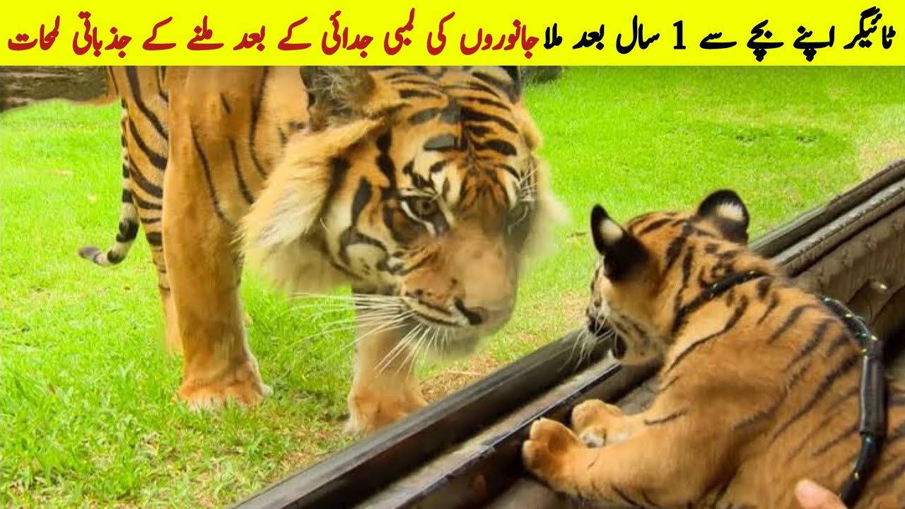 Animals Reunited With Their Cubs After Years - YouTube