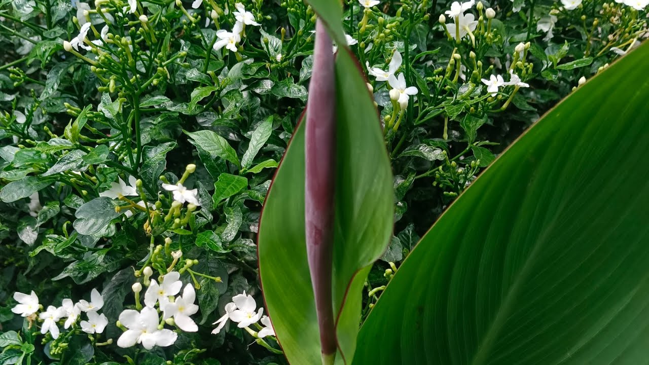 How to grow canna Lily plant #keli plant #iska phool kis colour ka hai ...