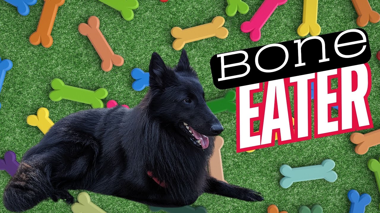 Giving Dogs Bones: How I Adapted My Dog to Eat Large Bones - YouTube