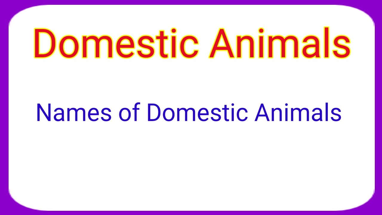 Domestic Animals/Names of Domestic Animals/Learn Domestic Animals ...