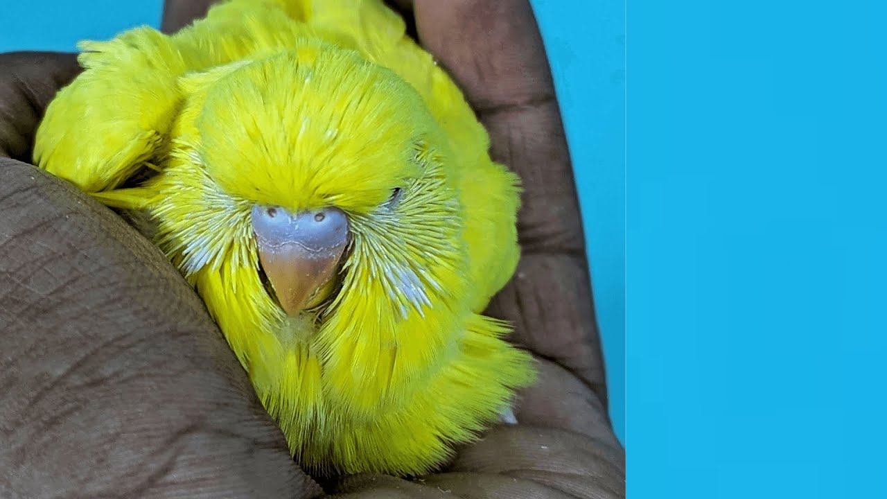Budgie World: From Singing to Scratching! - YouTube