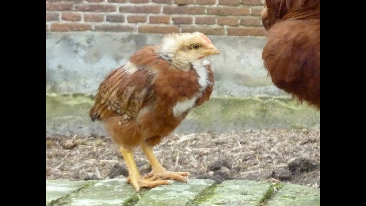 Haantje wordt groot - YouTube