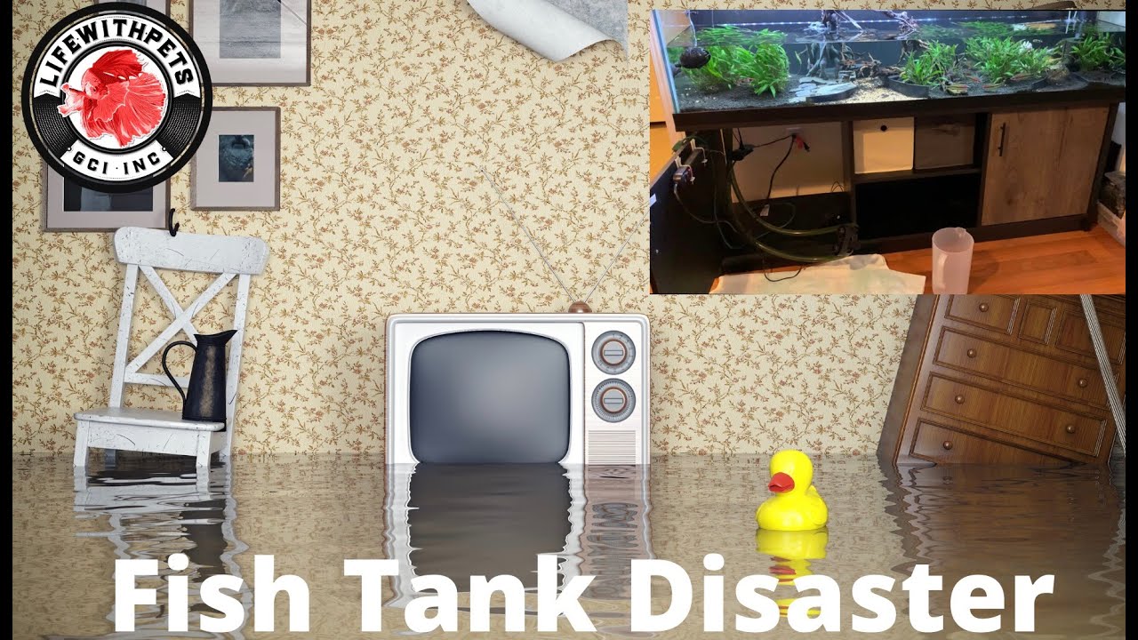 Fish Tank Disaster - YouTube