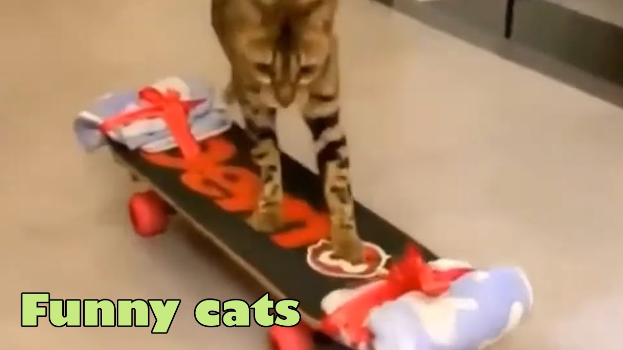 Funny Cats Compilation Cute Cats Youtube