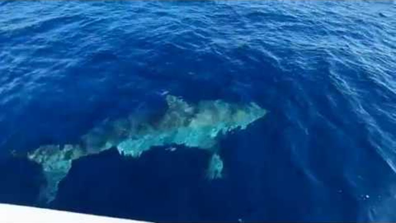 Boat Chased by Shark 18 Miles Offshore || ViralHog - YouTube