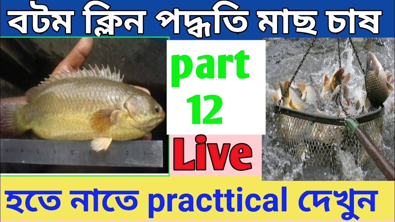 bottom clean fish farming process step by step ,বটম ক্লিনের গোপন রহস্য ...