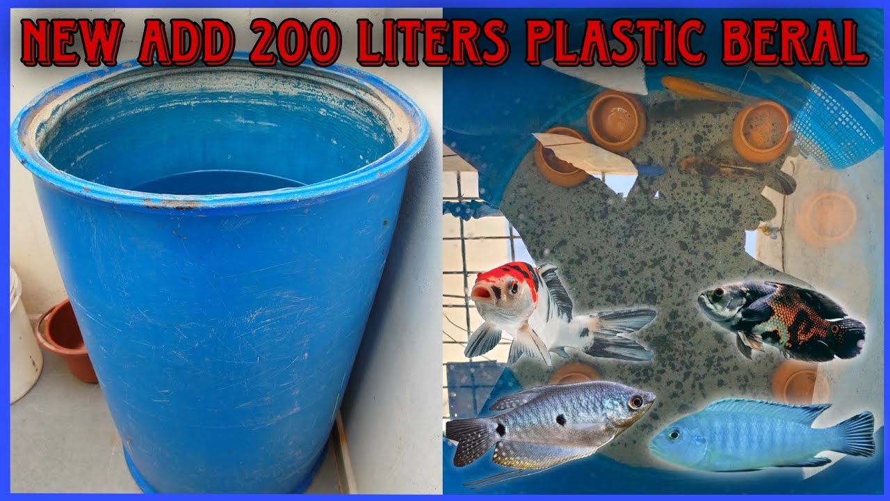 Navu Lidhu 200 Liters Plastic Nu Beral / Monster Fish Pond / Indian ...