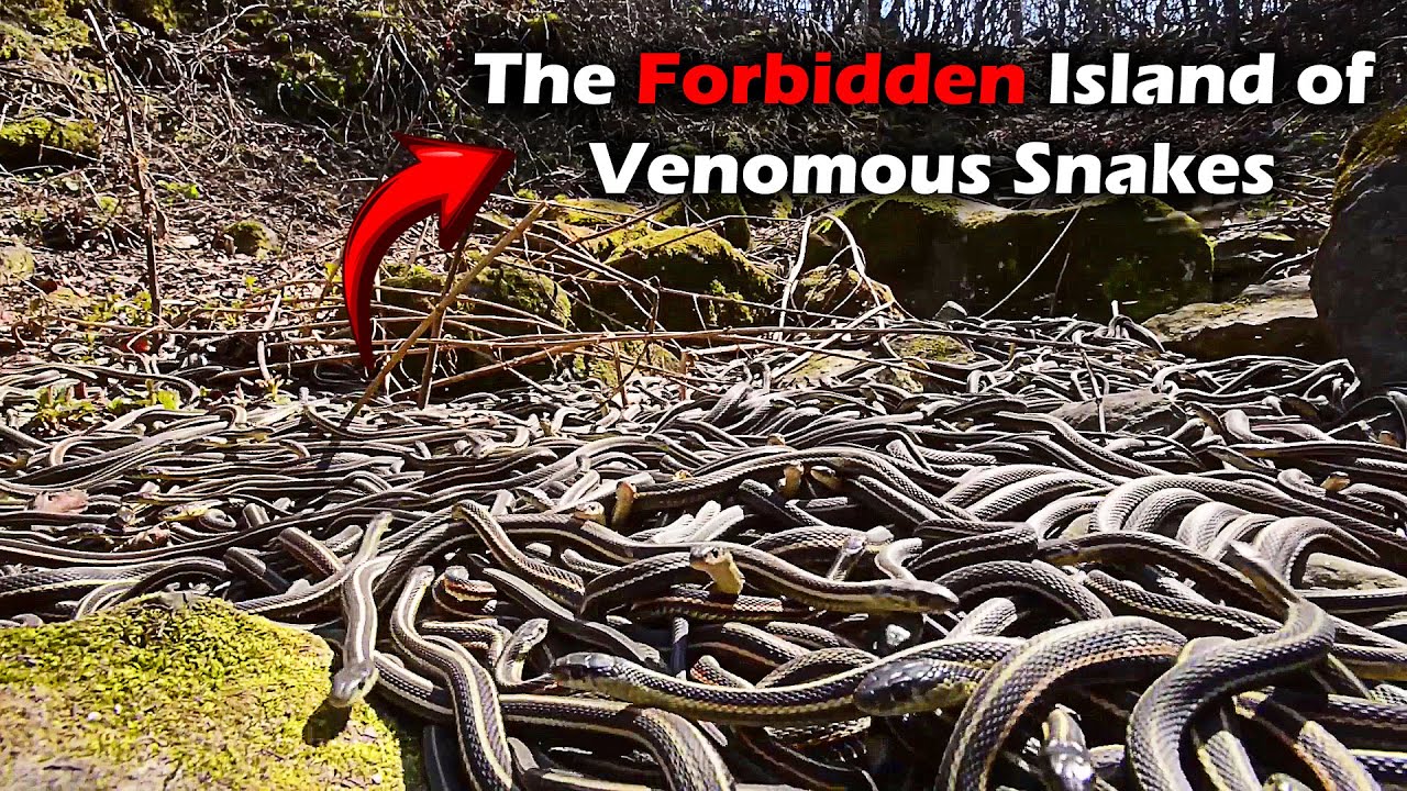 The Forbidden Island of Venomous Snakes | Mysteries of Snake Island ...