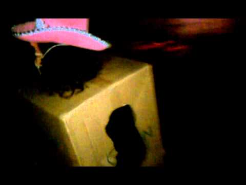 Foxy Boxing Match - YouTube