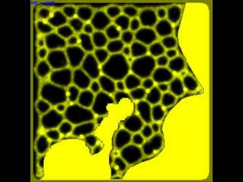 Simulation of Physarum plasmodium Slime Mold growth and adaptation on ...