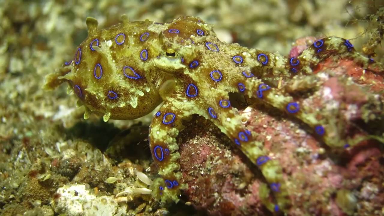 32 ADVENTURES UNDERWATER Blue Ring Octo - YouTube