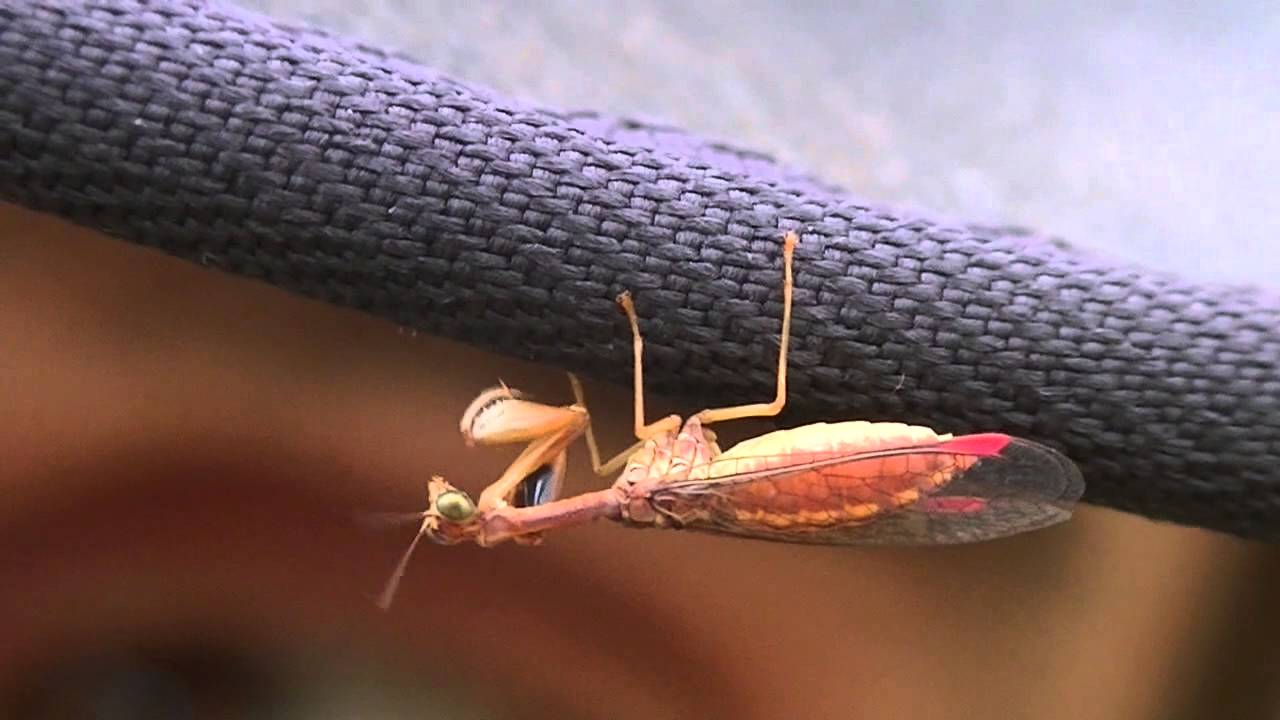 Mantid and Mantispid - YouTube